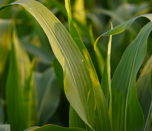 Fertilizantes – COFCO International Argentina